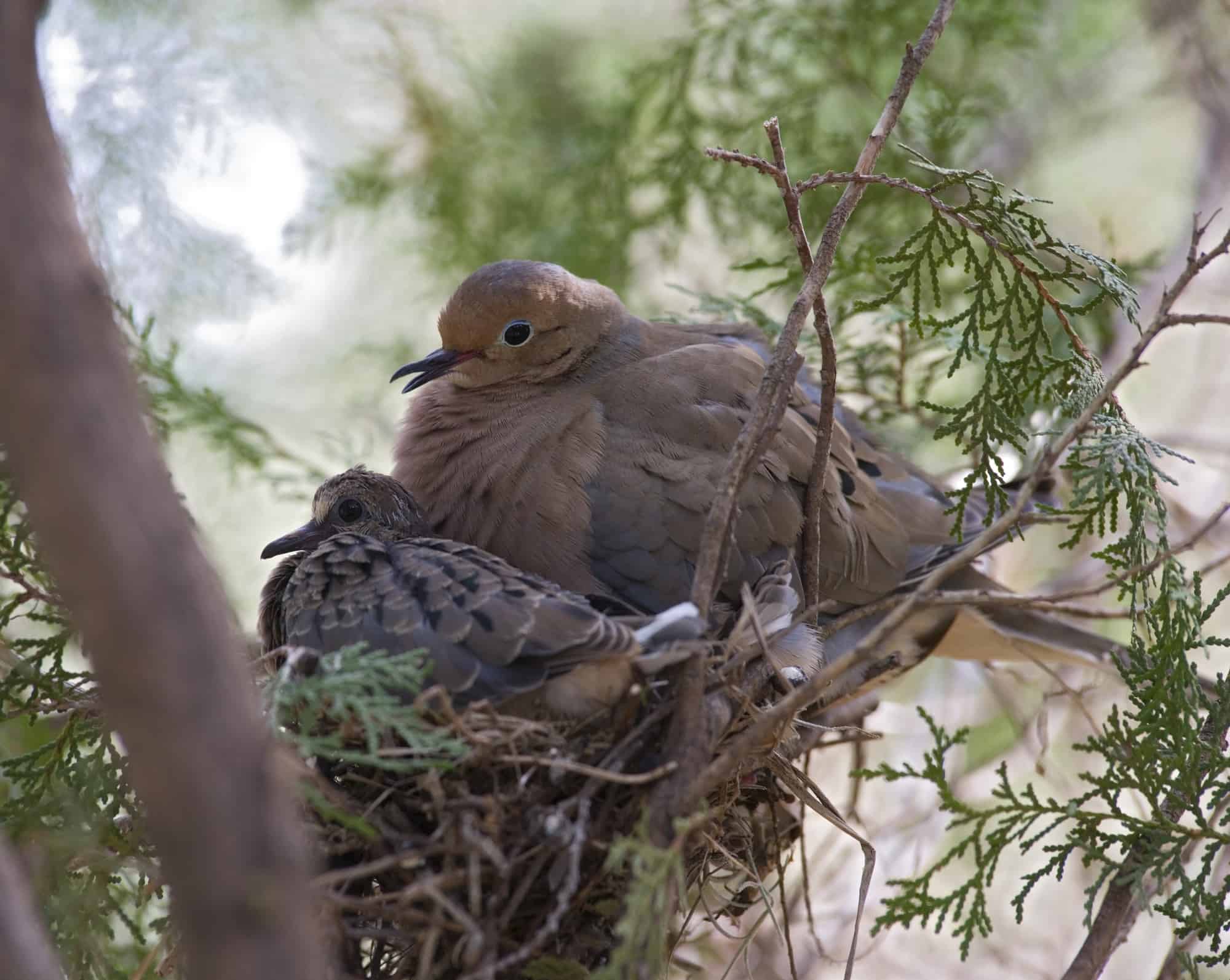 Baby Mourning Doves: Caring for and Feeding Abandoned Dove Babies ...