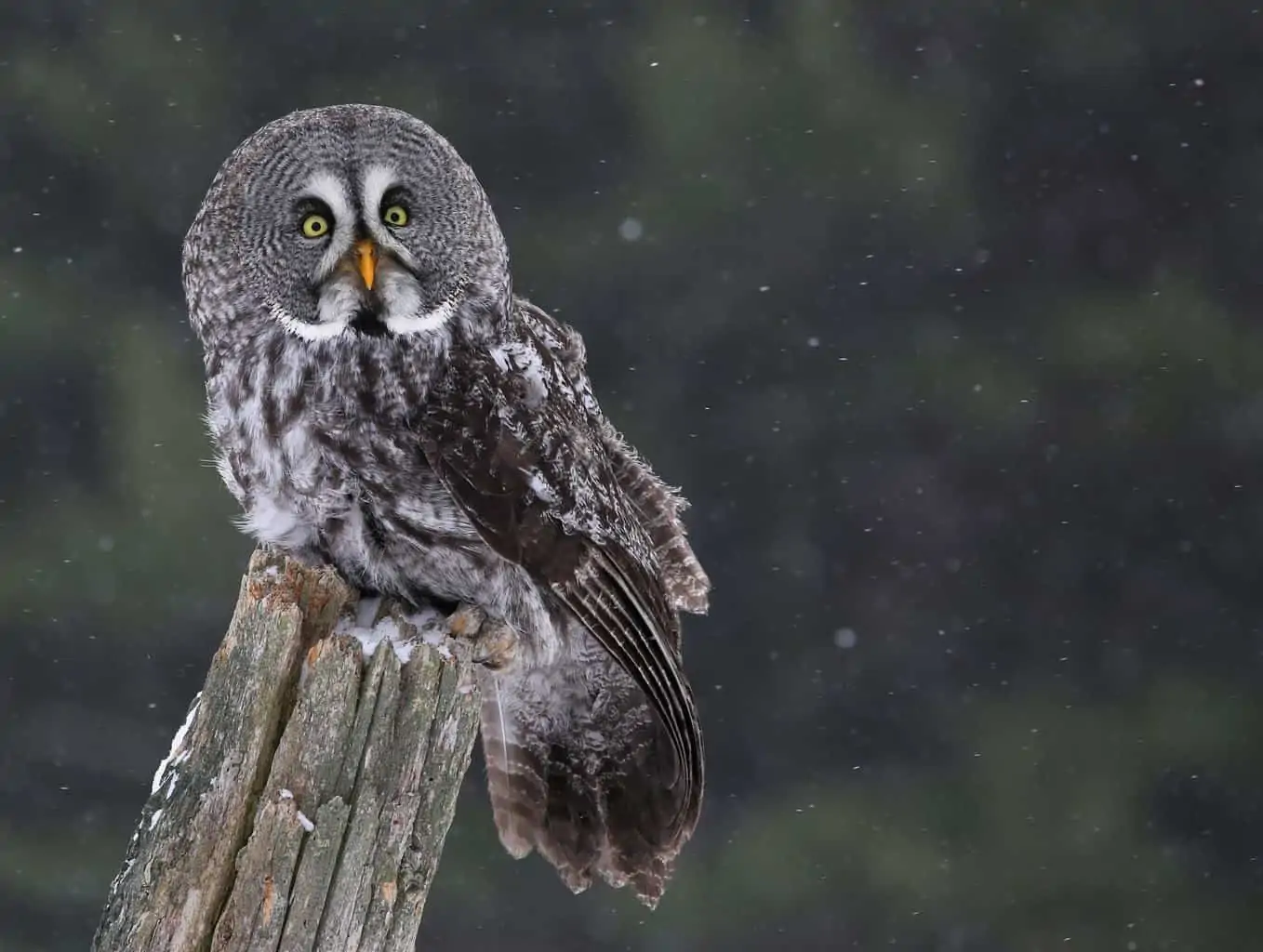 Owls In California: 14 Must-See Species In This State