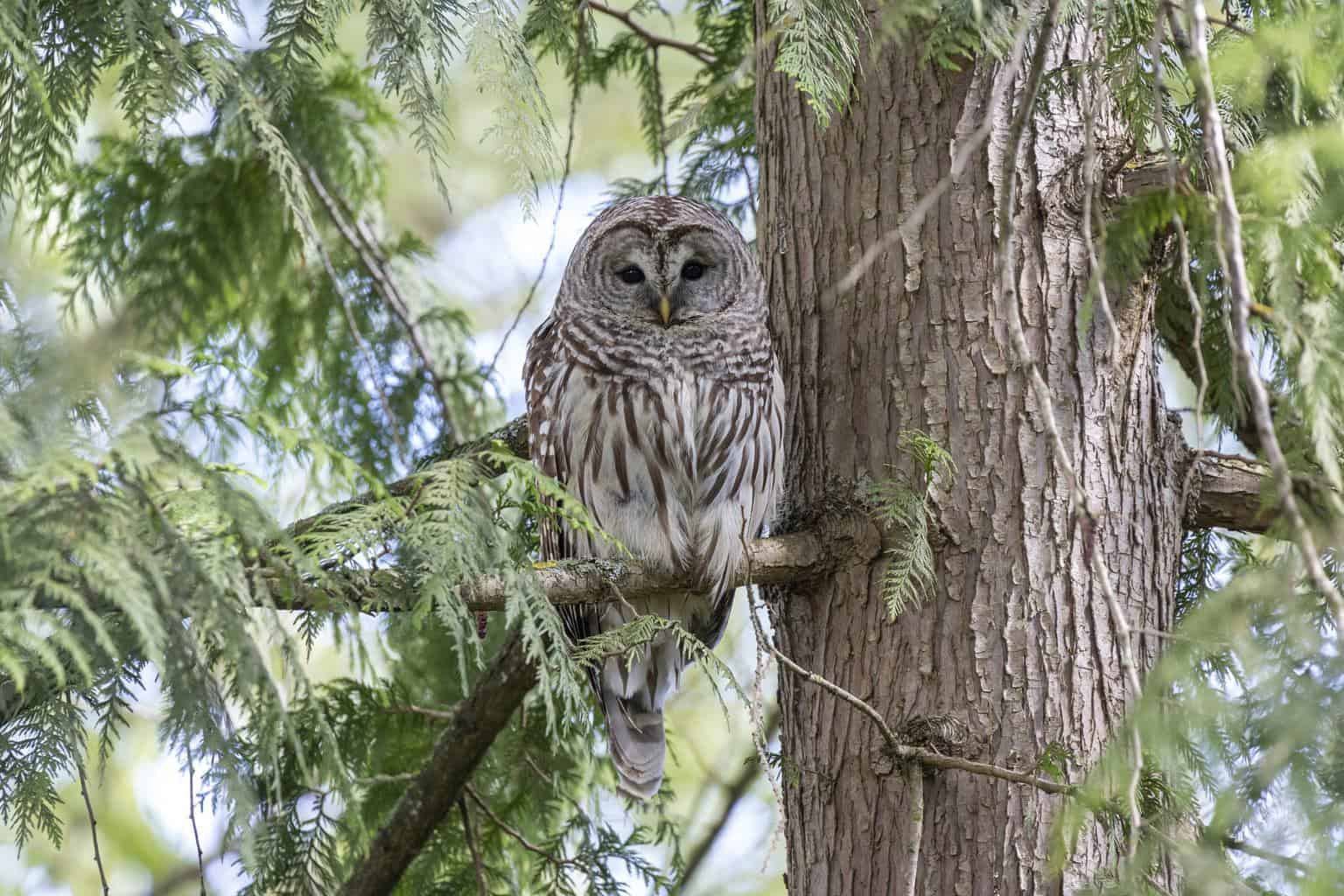 Owls In Idaho: Can You Find All Of These 14 Species?