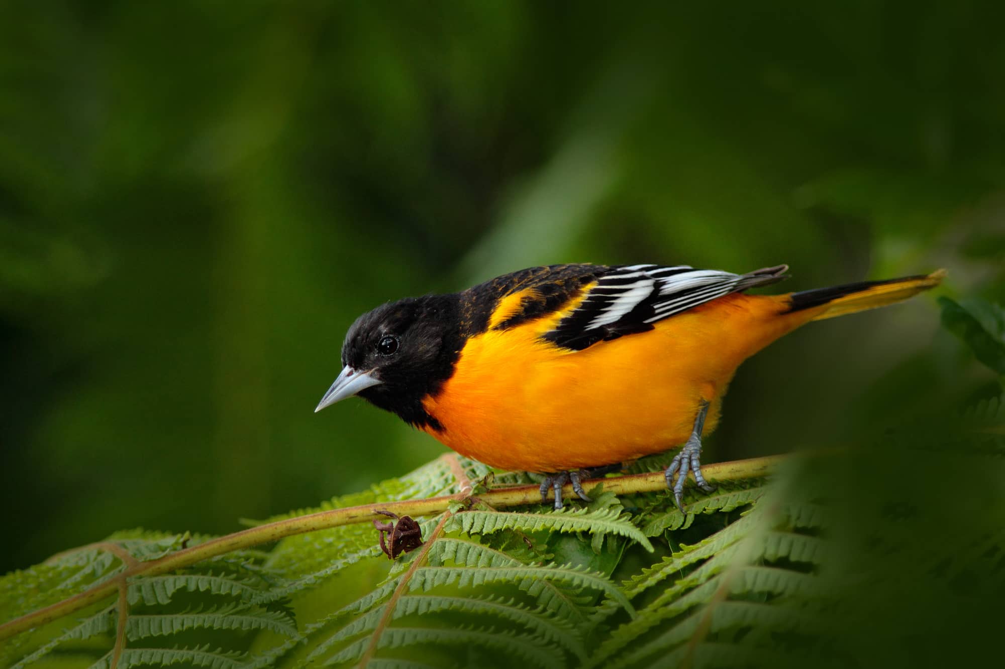 Birds In Pennsylvania: 24 Interesting Species To Look For
