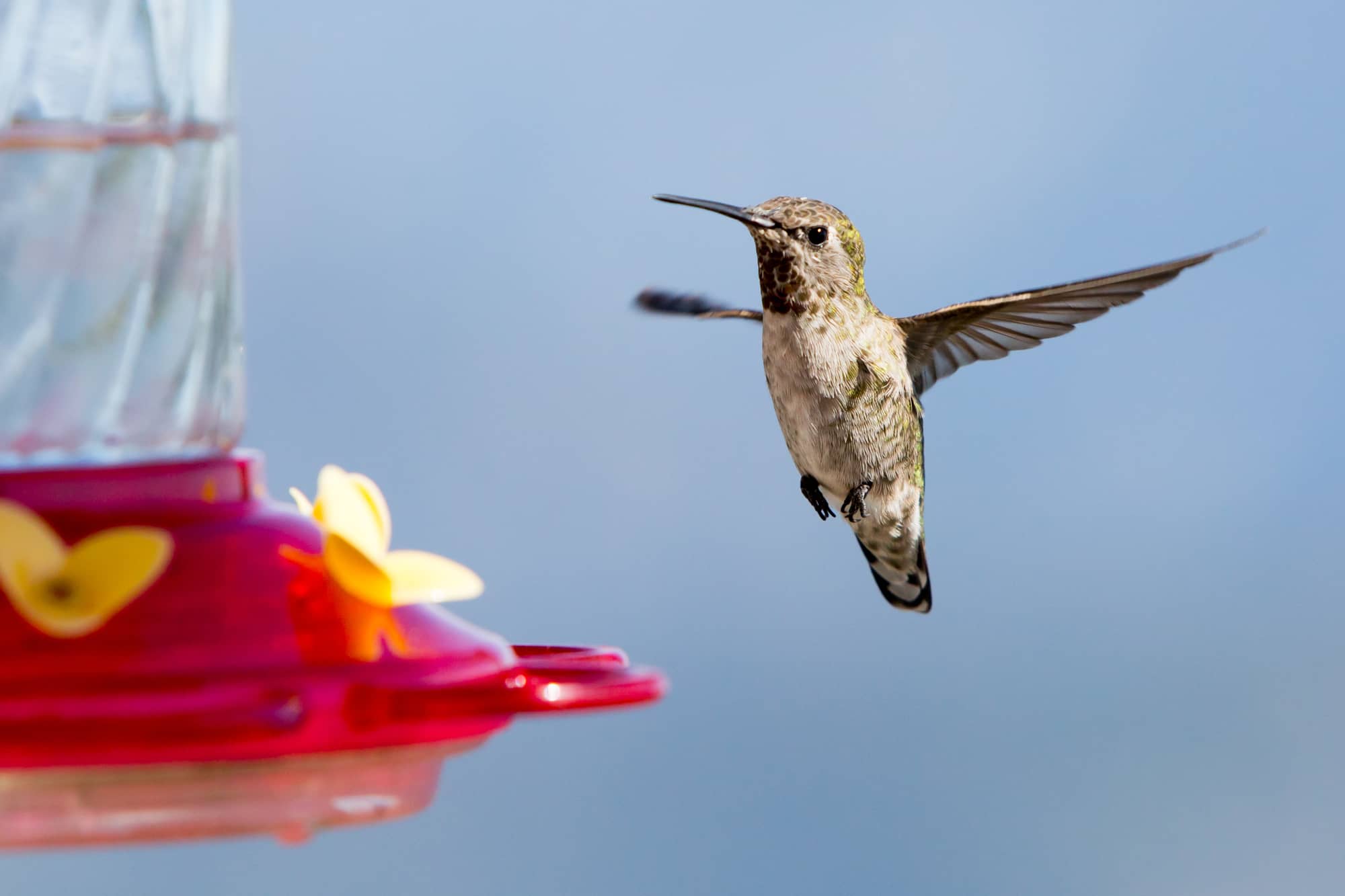 When Do Hummingbirds Arrive In & Leave Connecticut?