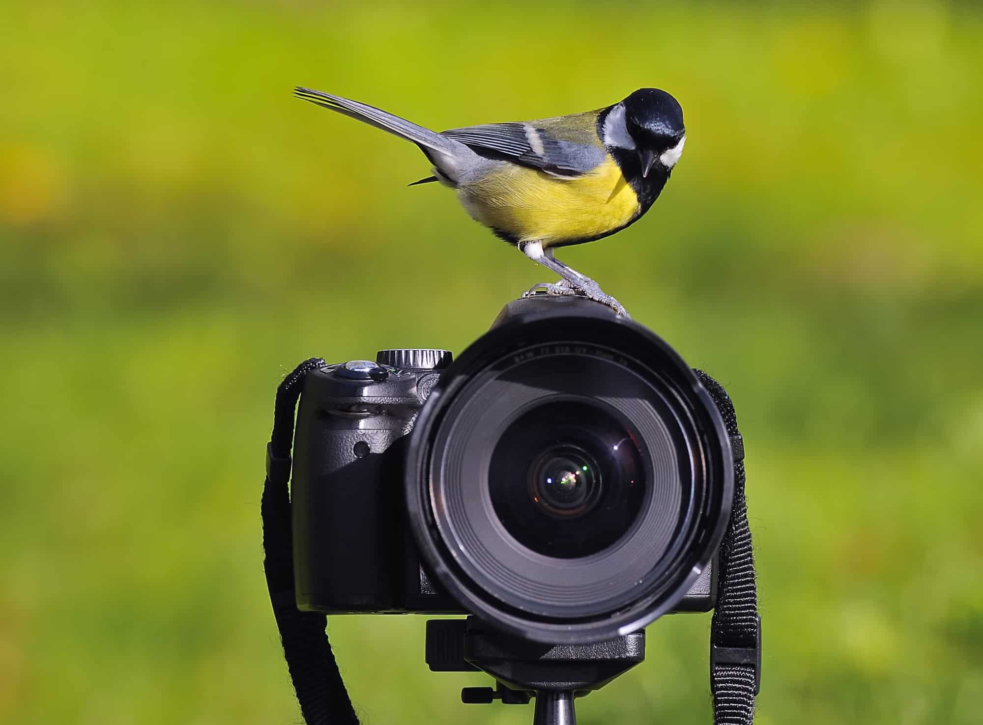 The 5 Best Birding Camera: A Bird Watchers Buying Guide