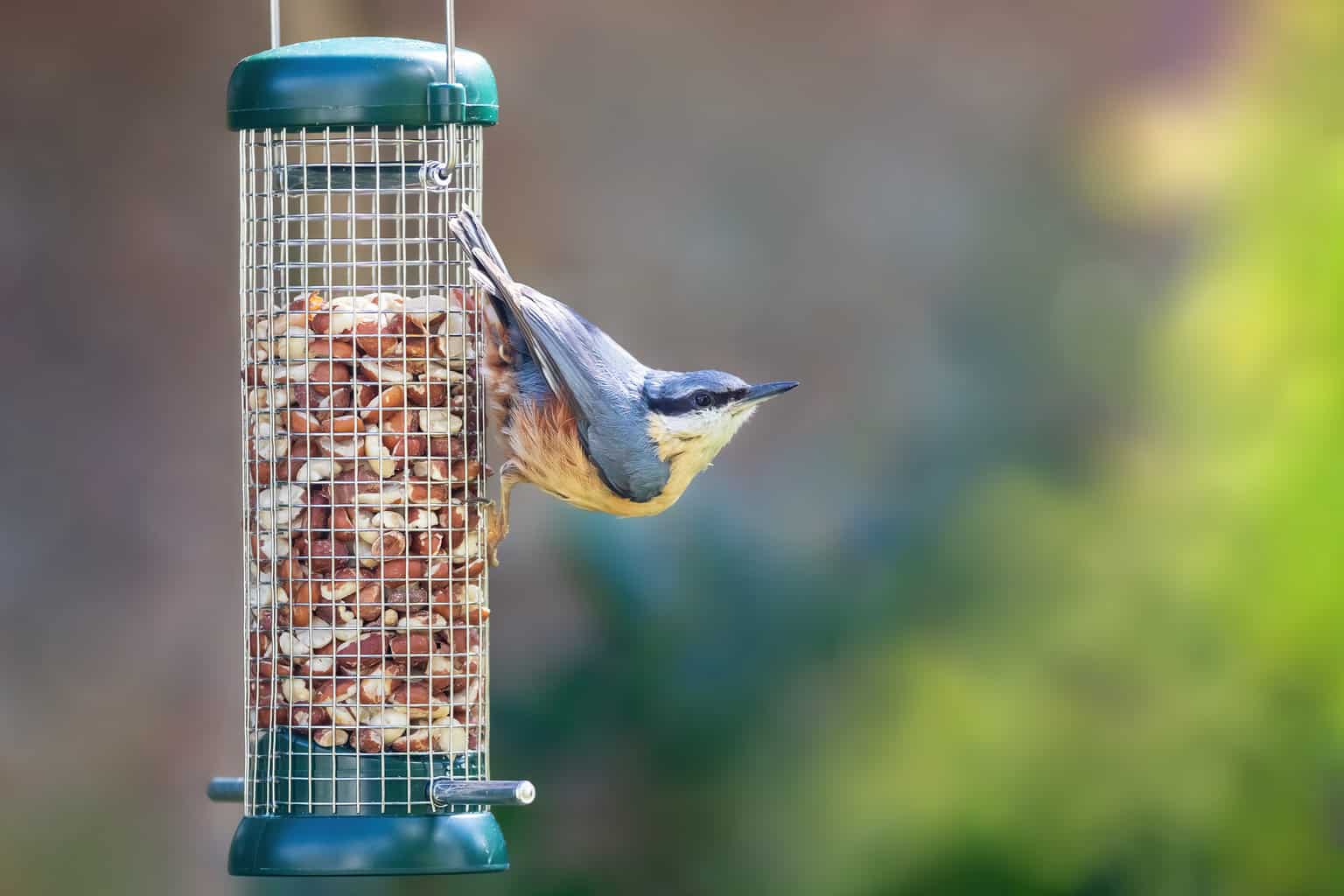 The 5 Best Bird Feeders for Small Birds – Our Choices!