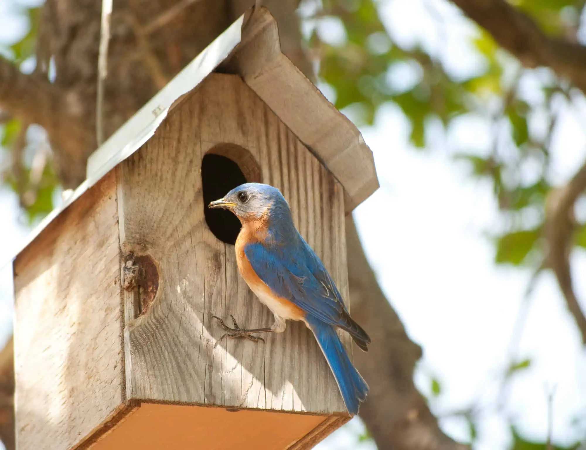 The 5 Best Bluebird Houses: Bring Bluebirds to Your Backyard