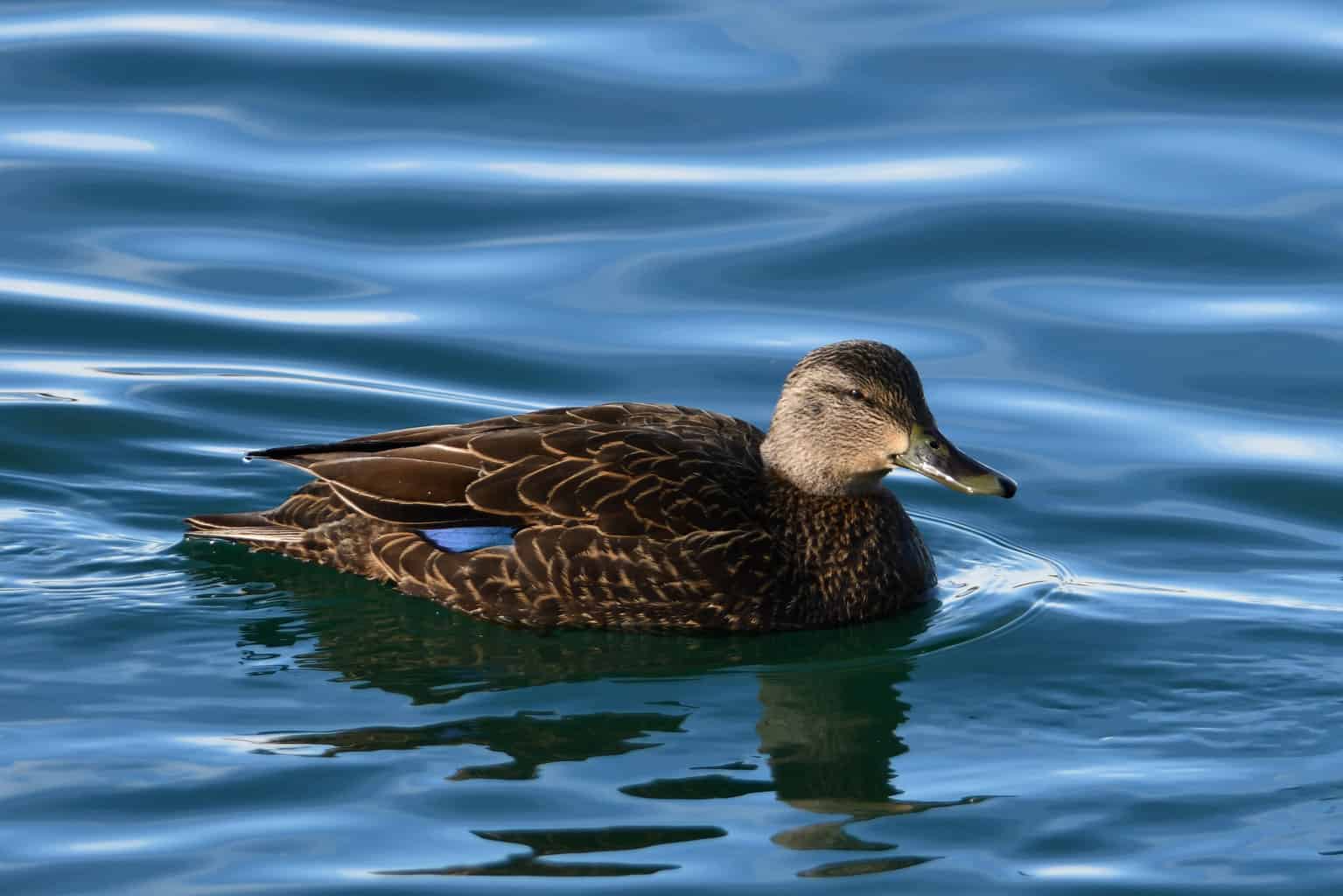 27 Species of Ducks in Idaho That You Can Expect To See
