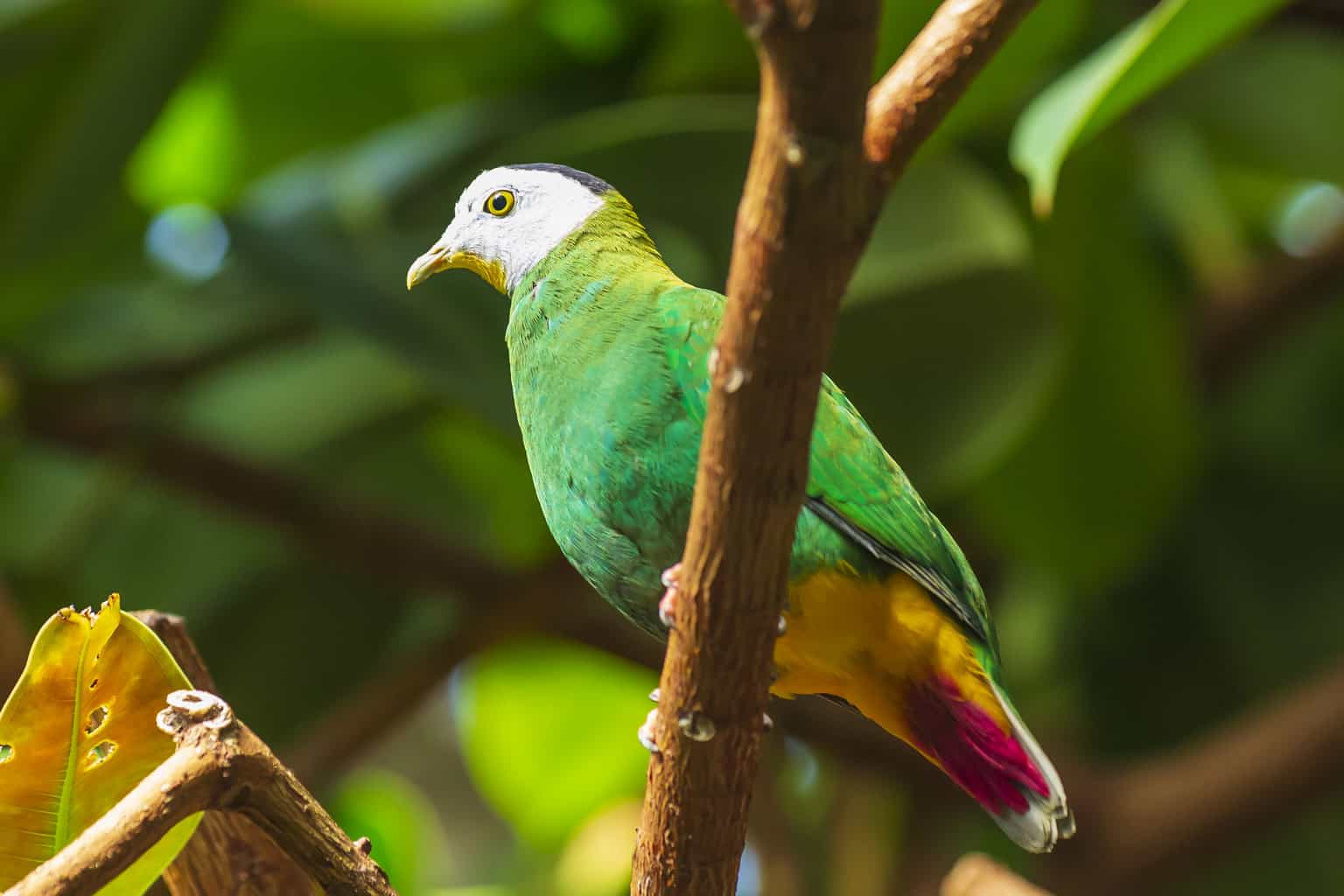 26 Birds That Look Like Pigeons: A Detailed List