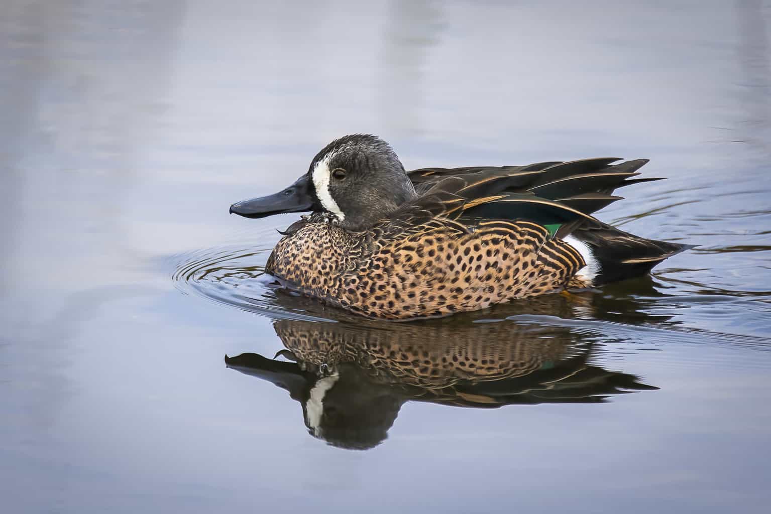 27 Species of Ducks in Idaho That You Can Expect To See