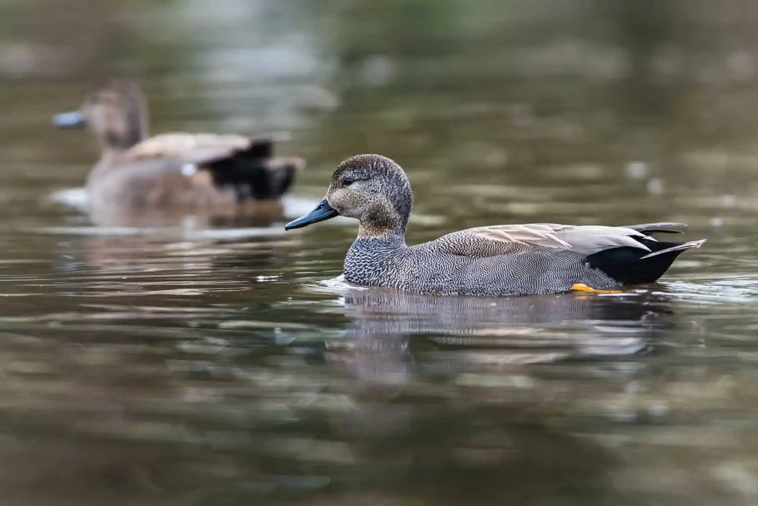 20 Ducks in Iowa That You Can Spot Out in the Wild