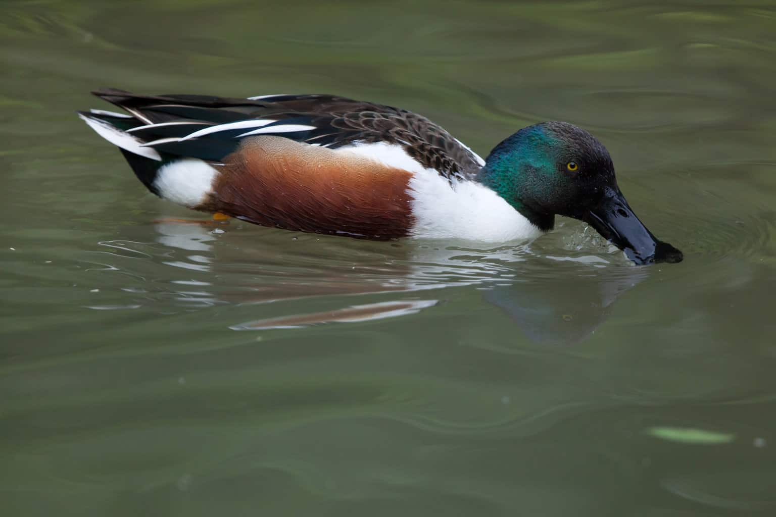 20 Ducks in Ohio: Species & Seasons