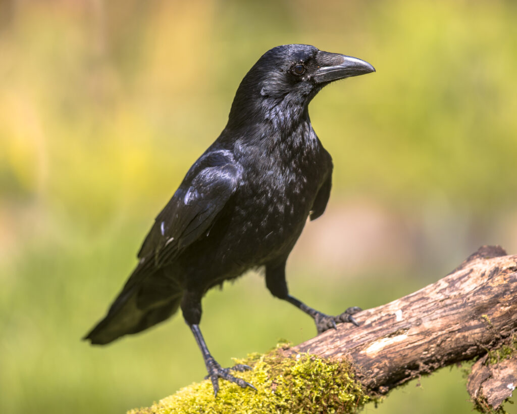 20 Types of Black Birds: Stunning Avians to Spot in the Wild
