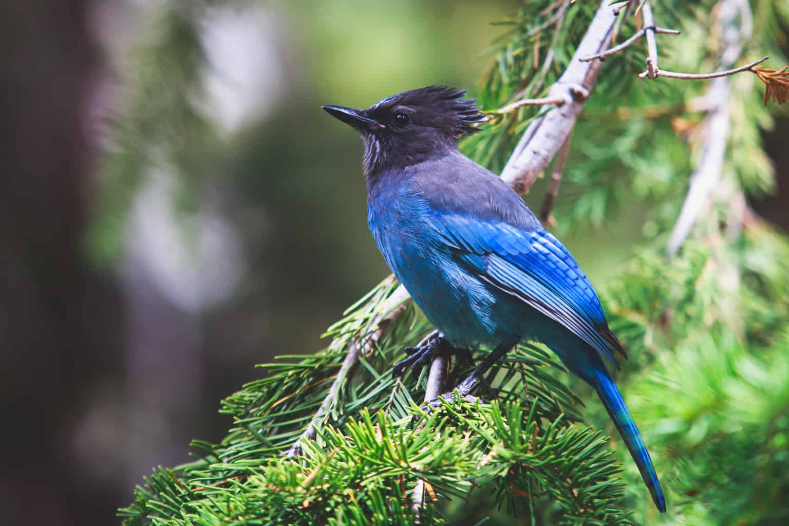 Bird That Sounds Like a Car Alarm: 13 Fascinating Birds