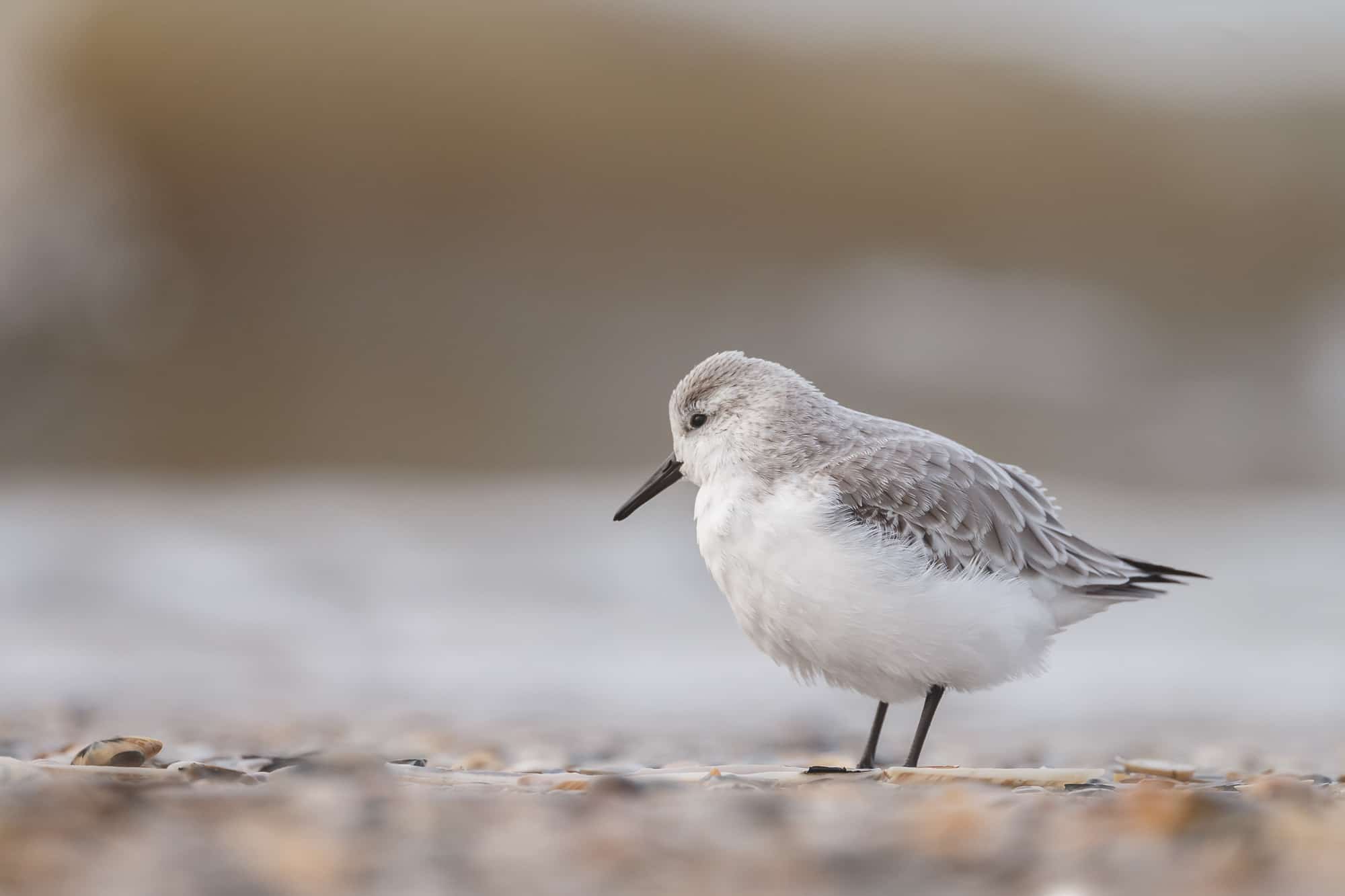 Sanderling vs Sandpiper – The Differences and Similarities