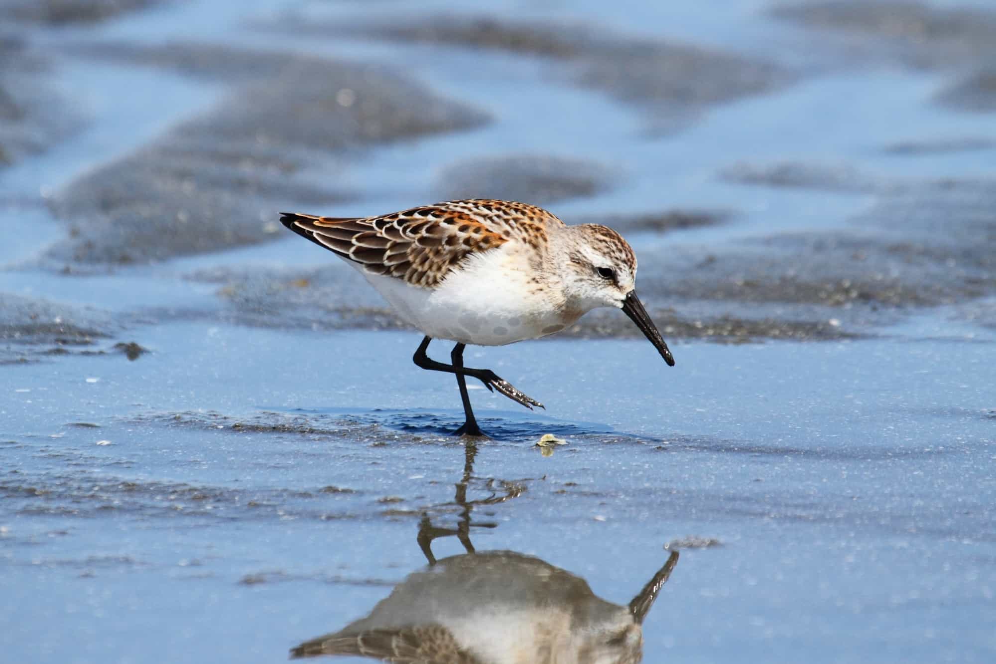 Sanderling vs Sandpiper – The Differences and Similarities