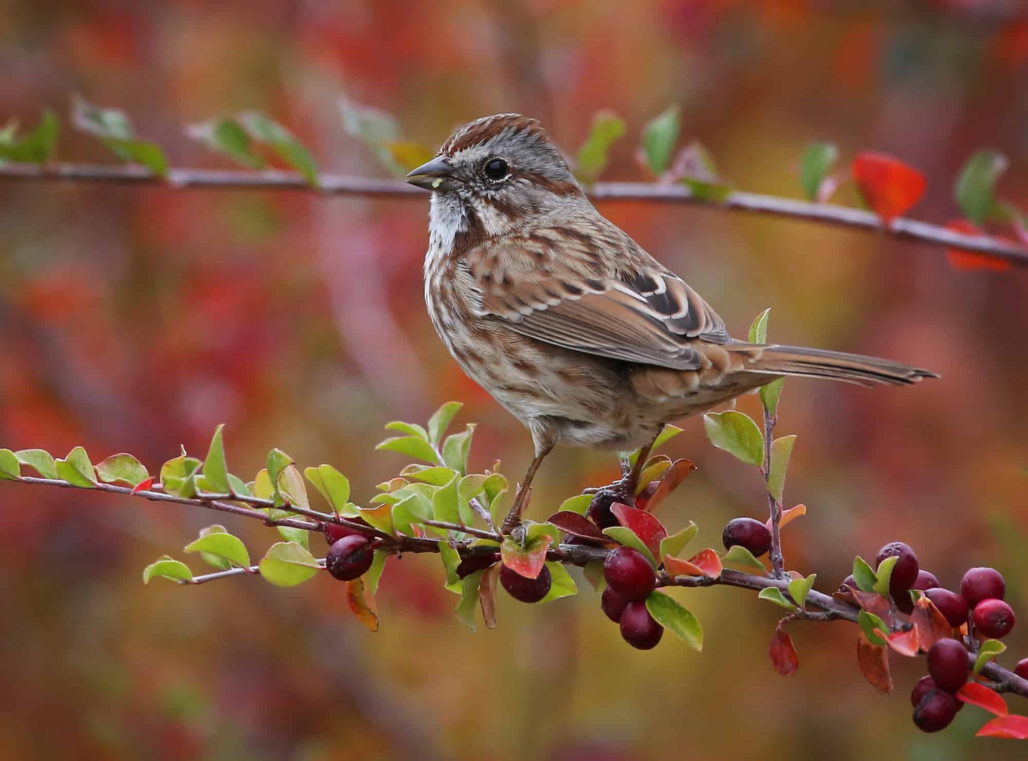 Sparrows in Maryland: 18 “Little Brown Jobs” for You To Spot