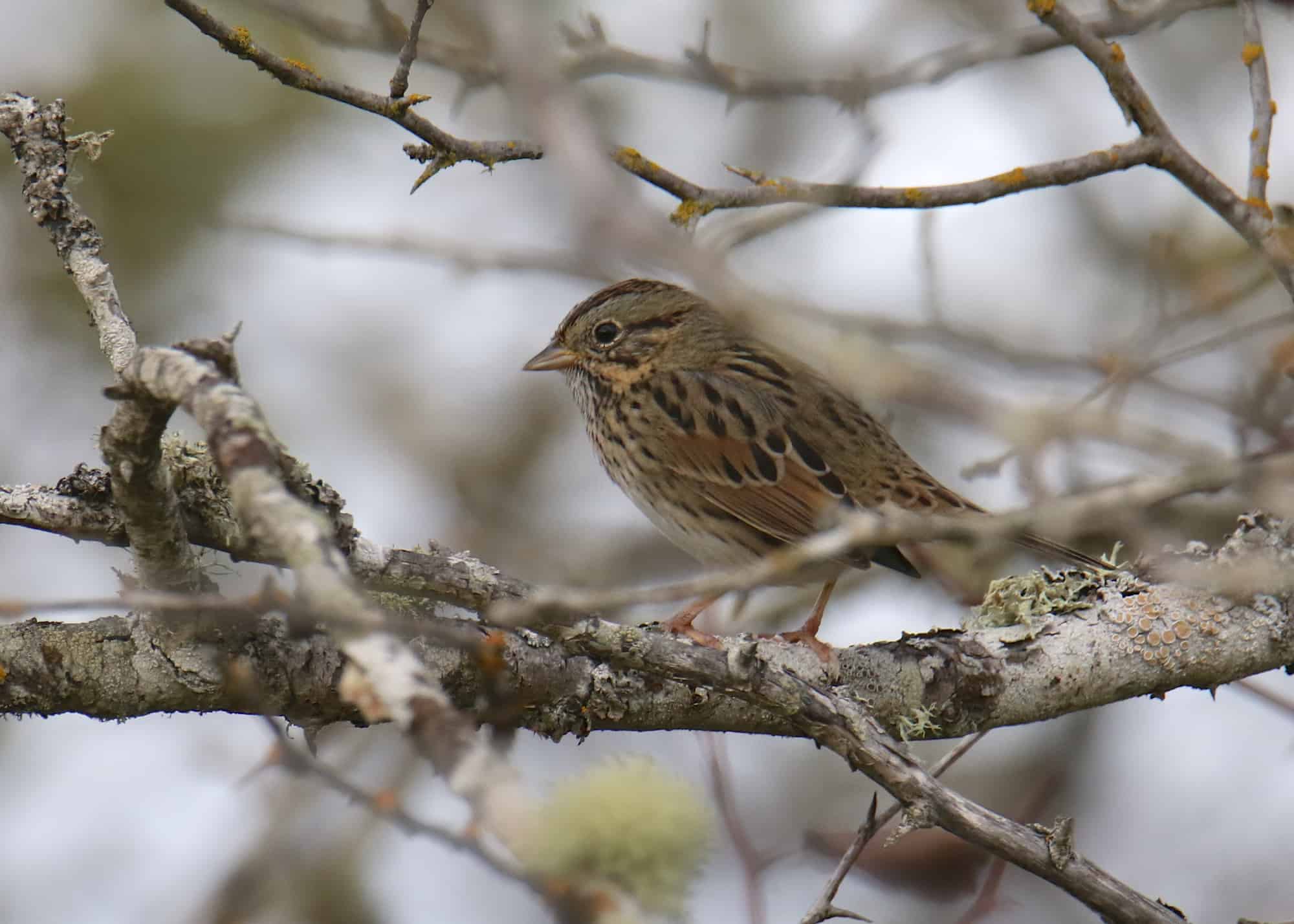 Sparrows in Maryland: 18 “Little Brown Jobs” for You To Spot