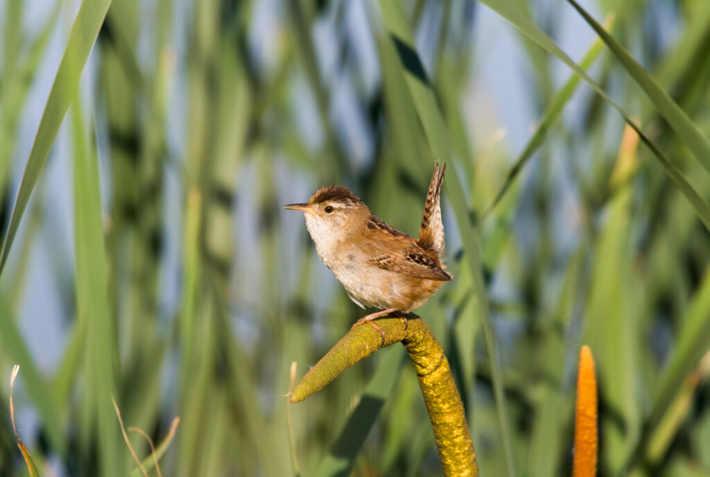 7 Species of Wrens in California: Our In-depth Guide