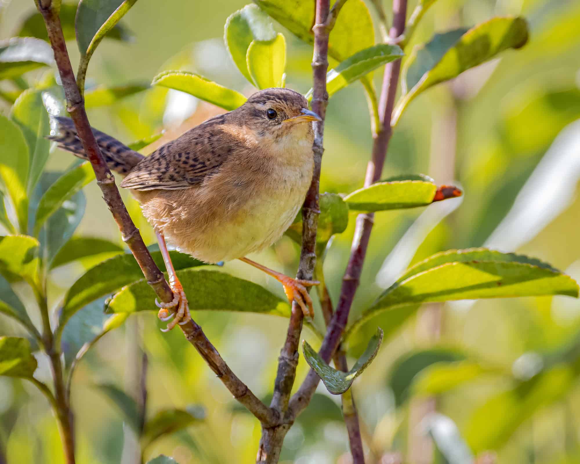 6 Wrens in Tennessee: Exploring Their Natural Habitat