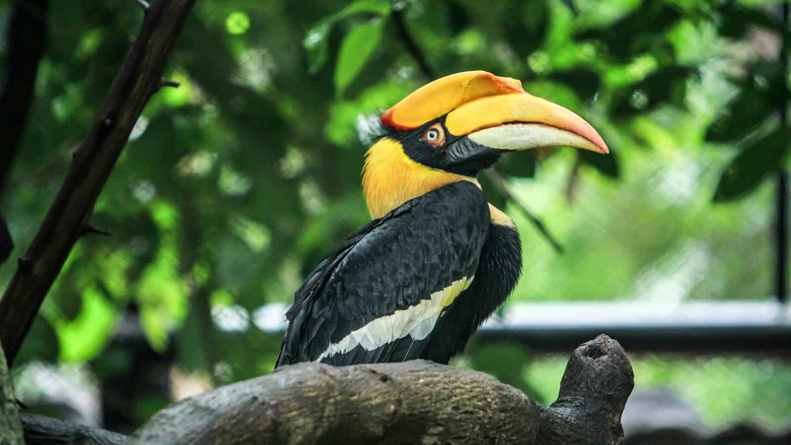 12 Birds With Big Beaks: Extraordinary and Eye-catching