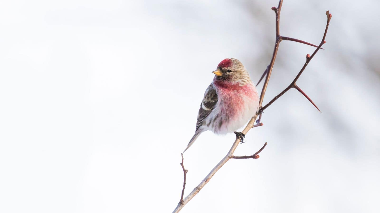 8 Finches in West Virginia: A Glimpse Into Avian Diversity