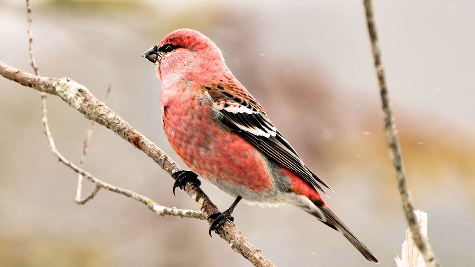 13 Finches in Wisconsin: Badger State Birdwatching