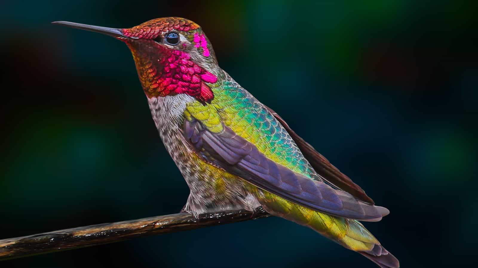 What Colors Are Hummingbirds: Unraveling the Rainbow