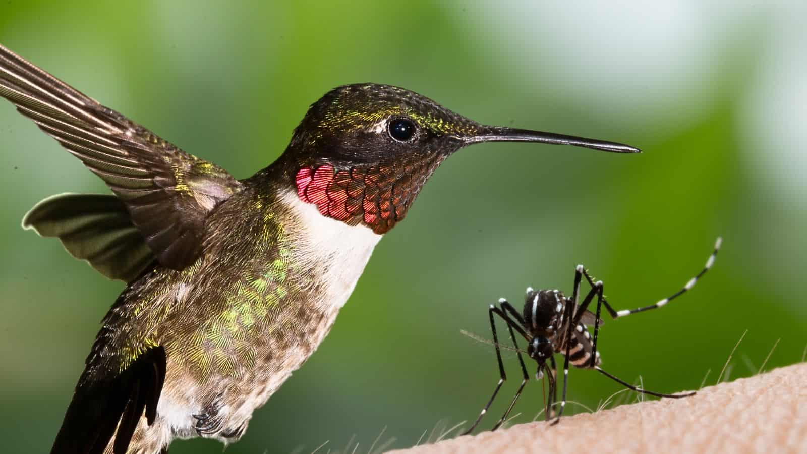 Do Hummingbirds Eat Mosquitoes: Exploring the Food Chain