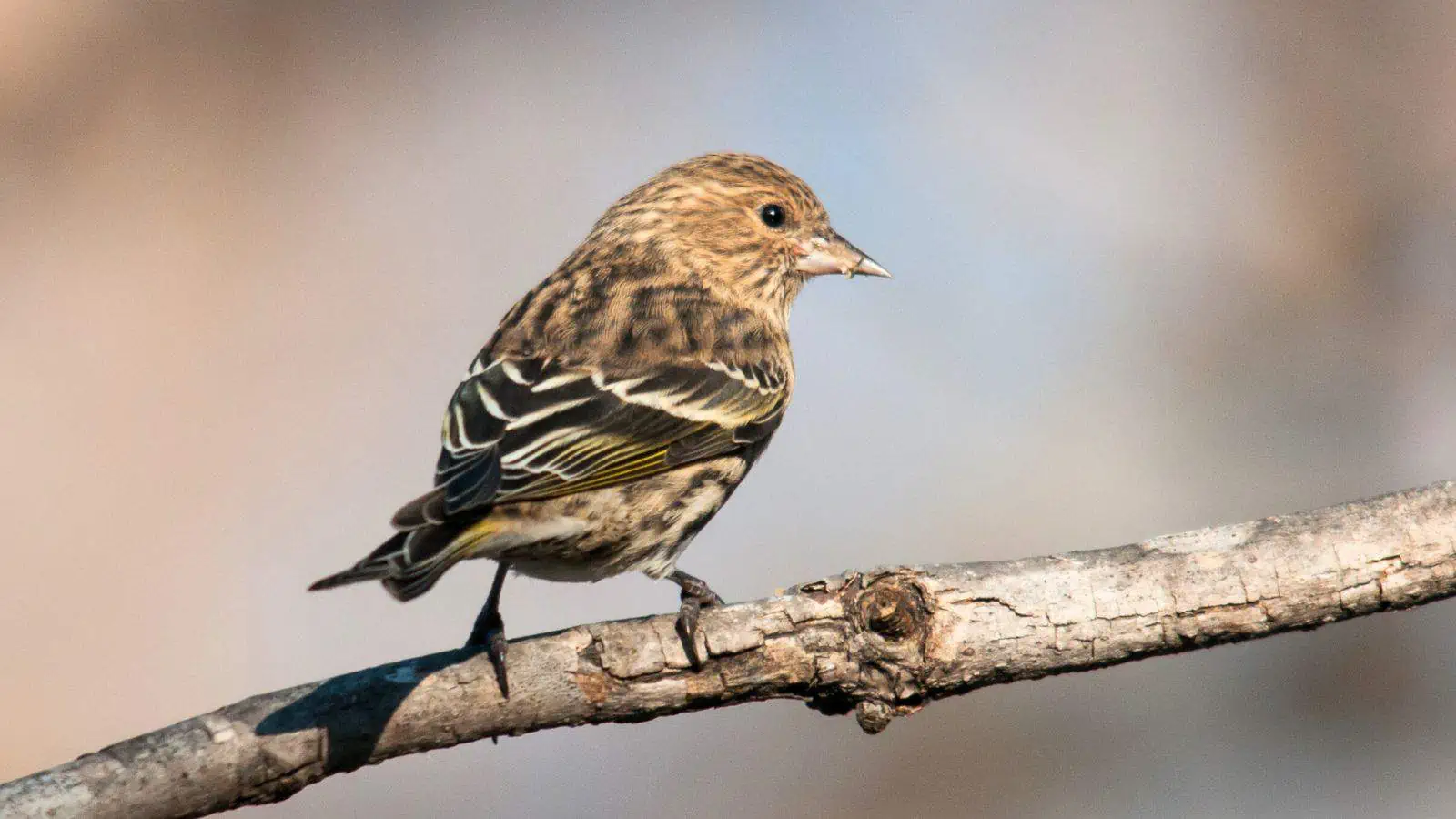 17 Finches in Utah: Discover Vibrant Avian Diversity