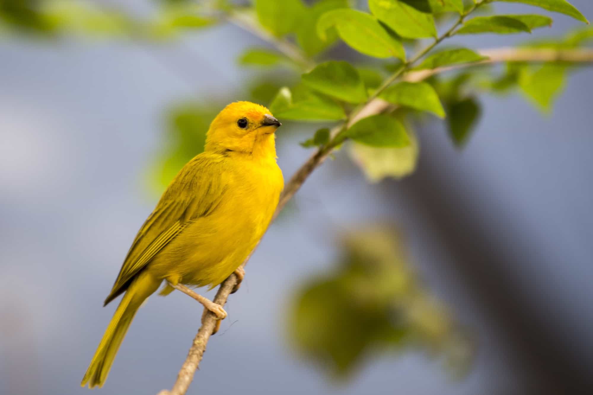 25 Birds With Yellow Heads: Exploring Nature’s Palette