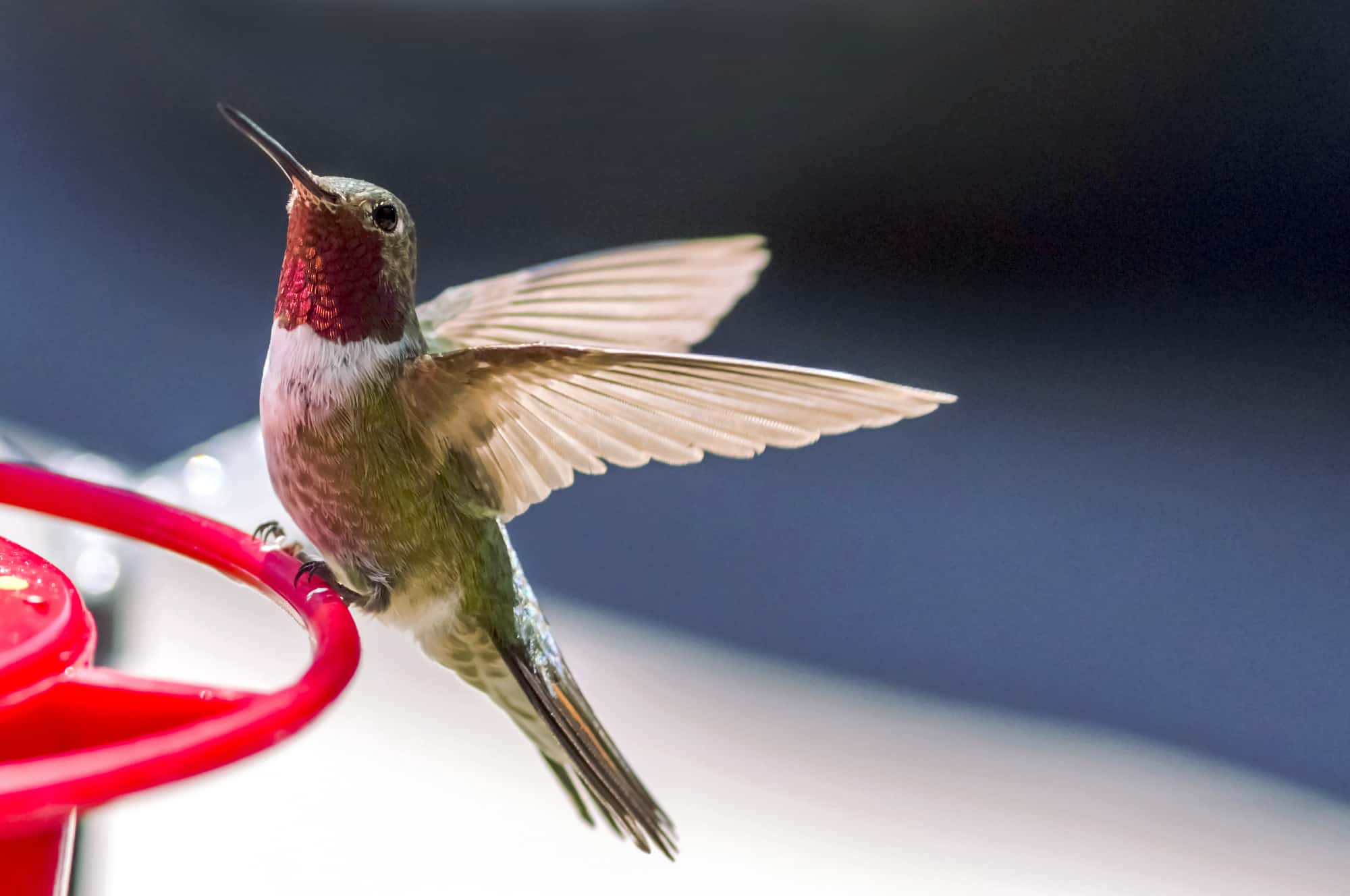 11 Things You're Doing That Scare Hummingbirds Away - Wild Bird Scoop