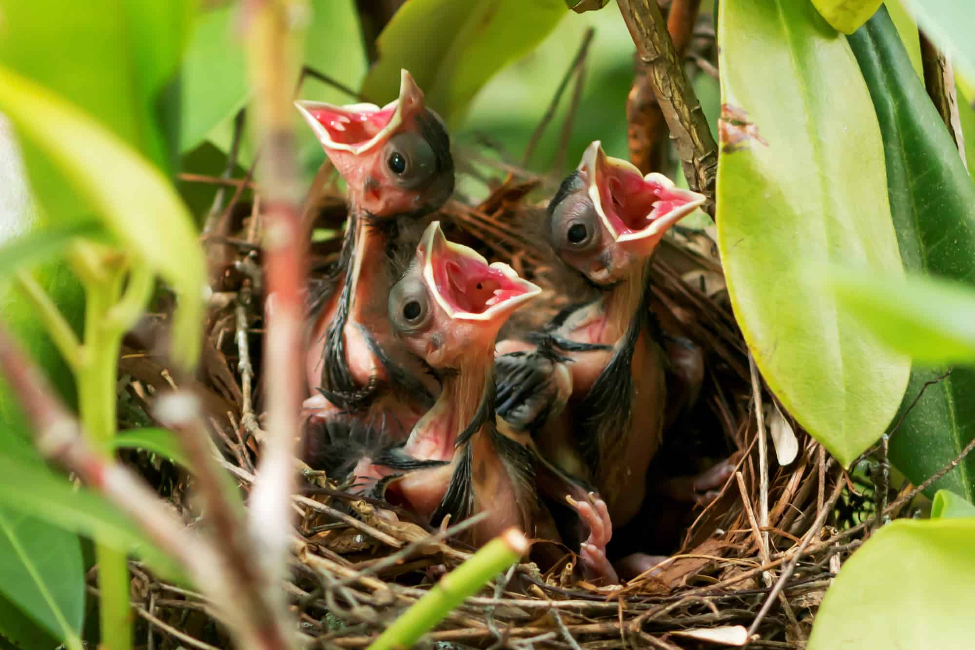 25 Adorable Photos That Capture Baby Birds Like You've Never Seen Before