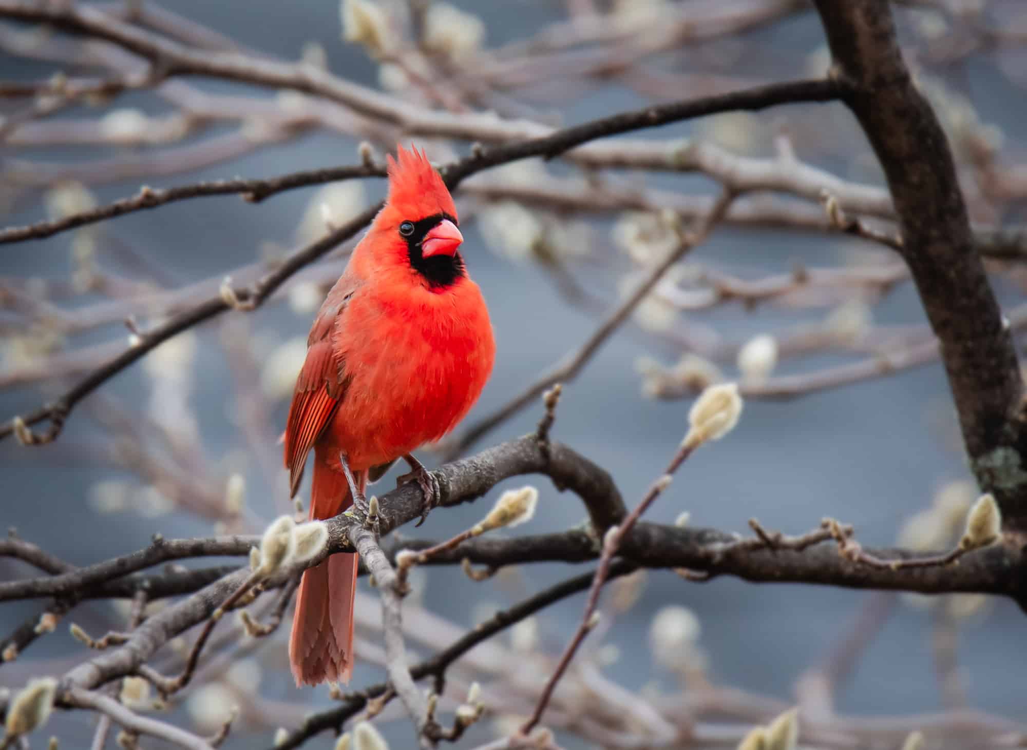 Experience the Charisma of Cardinals Through 21 Brilliant Photos